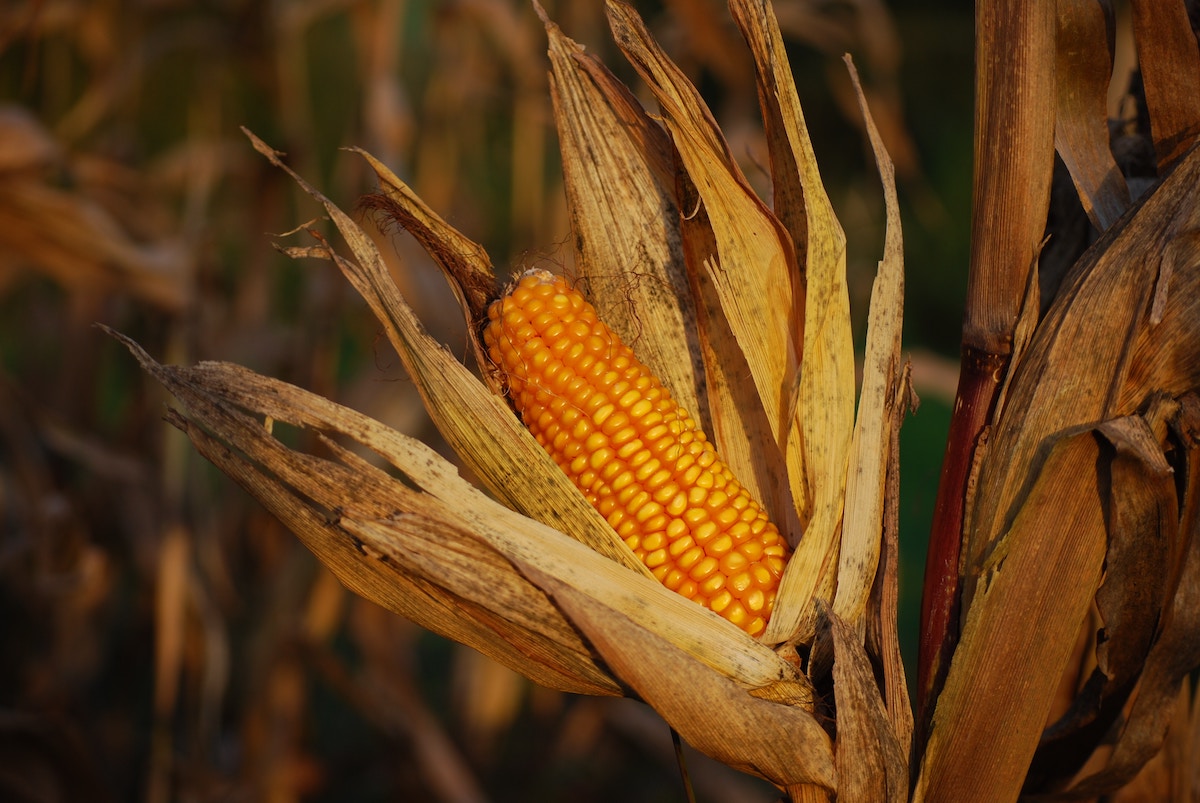 Changes to the maize microbiome when atoxogenic Aspergillus flavus is ...